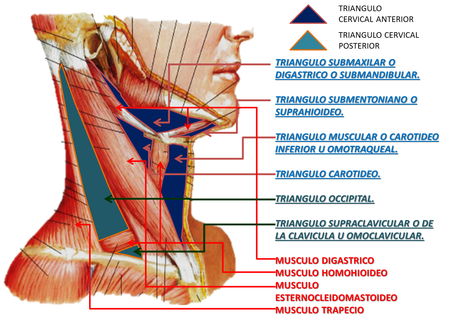 Triangulos del Cuello: triangulos del cuello