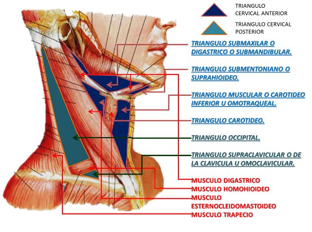 Triangulos del Cuello: triangulos del cuello