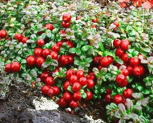 Fruit Warehouse: Lingonberry ( Vaccinium vitis-idaea )