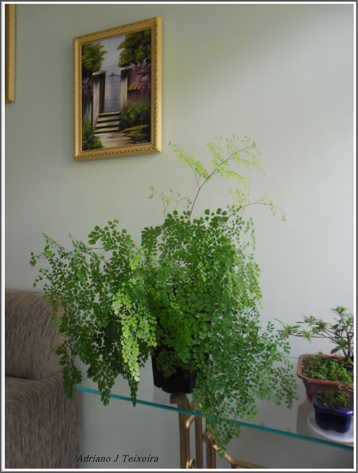 Mundo das Plantas : Avenca uma planta delicada, cuidados e cultivo!