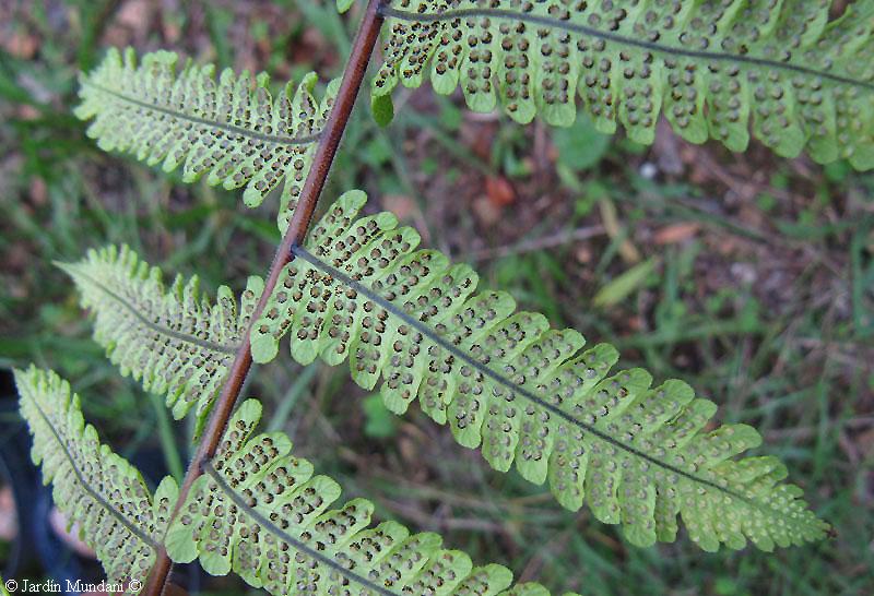 Sangrando en verde: Christella dentata: nacida para sobrevivir