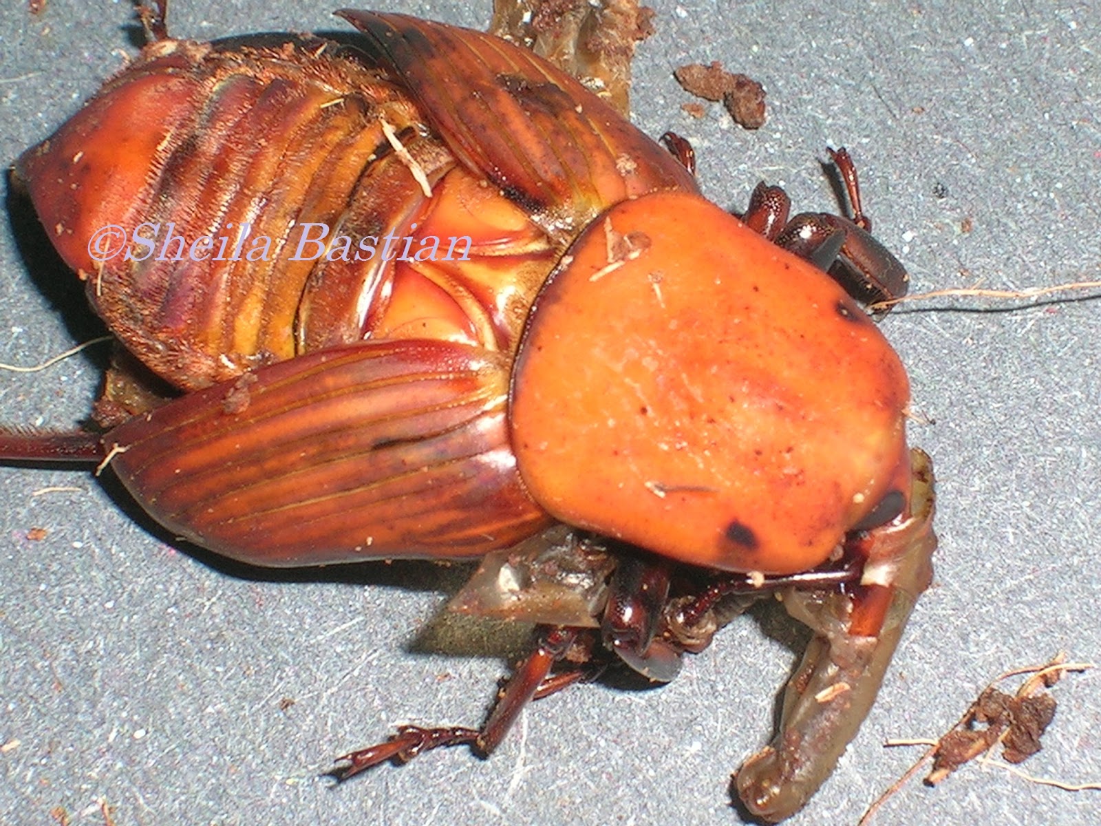 Science Magazine: A closer look at the Red Palm Weevil!
