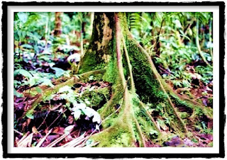 ! PALABRAS INTERESANTES, HERMOSAS, RARAS Y DIVERTIDAS: TABONUCO ...