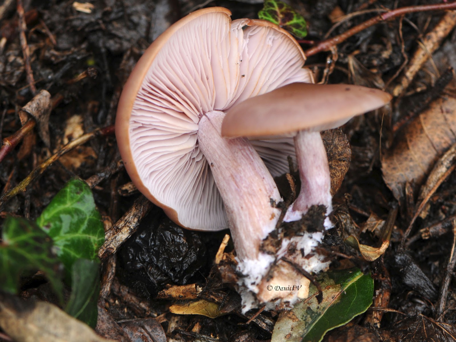 Macrophoto plaisir passion: Le lépiste sordide, Lepista sordida