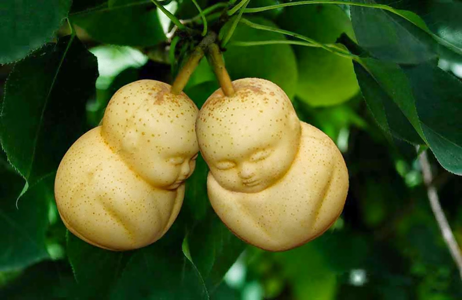 Social Network Post: Baby-Shaped Pears Grow from Trees in China