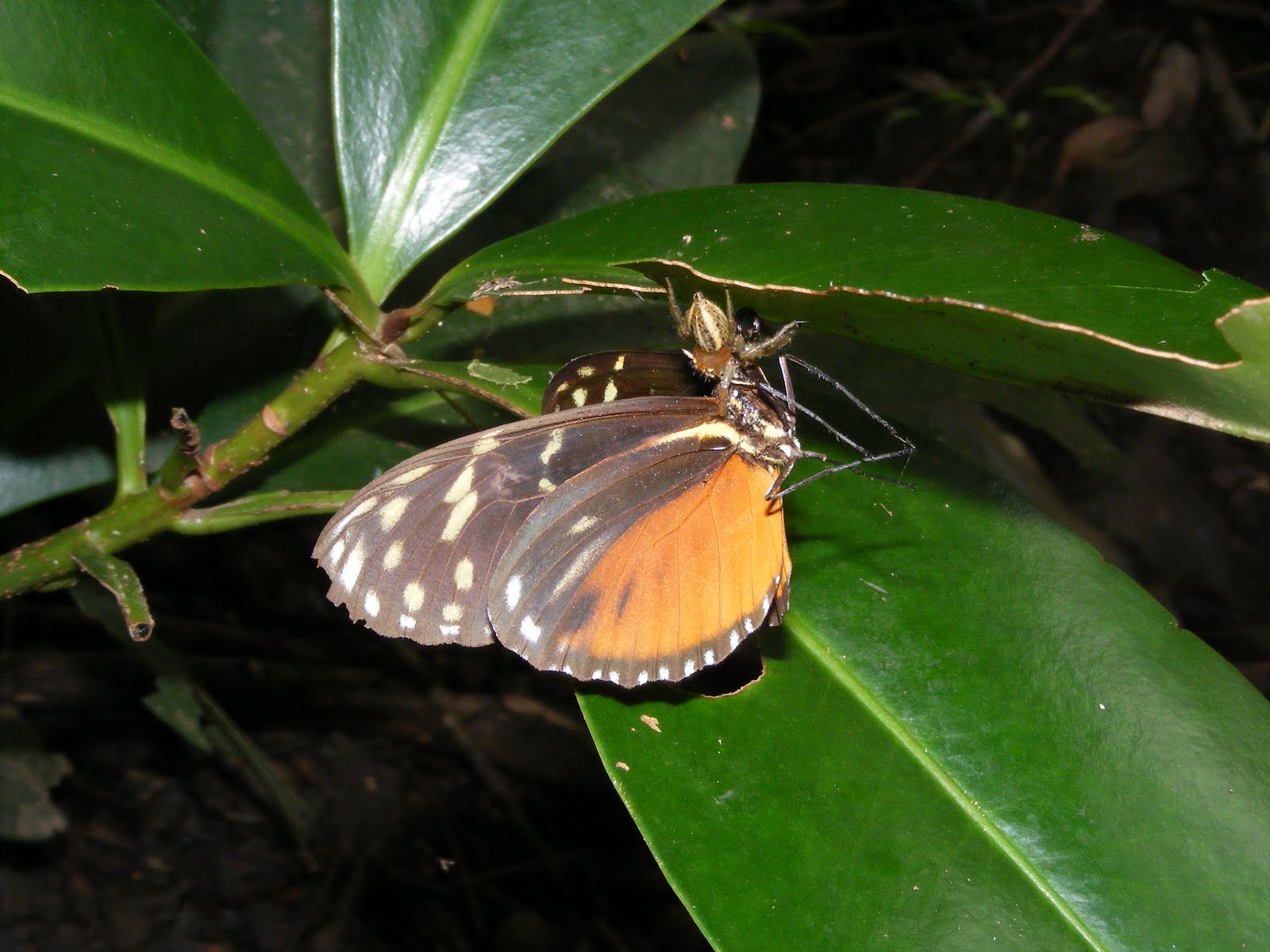 Heliconious PWND!!!!!!!!1 | Caterpillar Eyespots