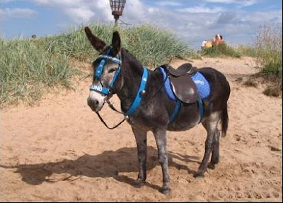 Donkey | Info and Photos | The Wildlife