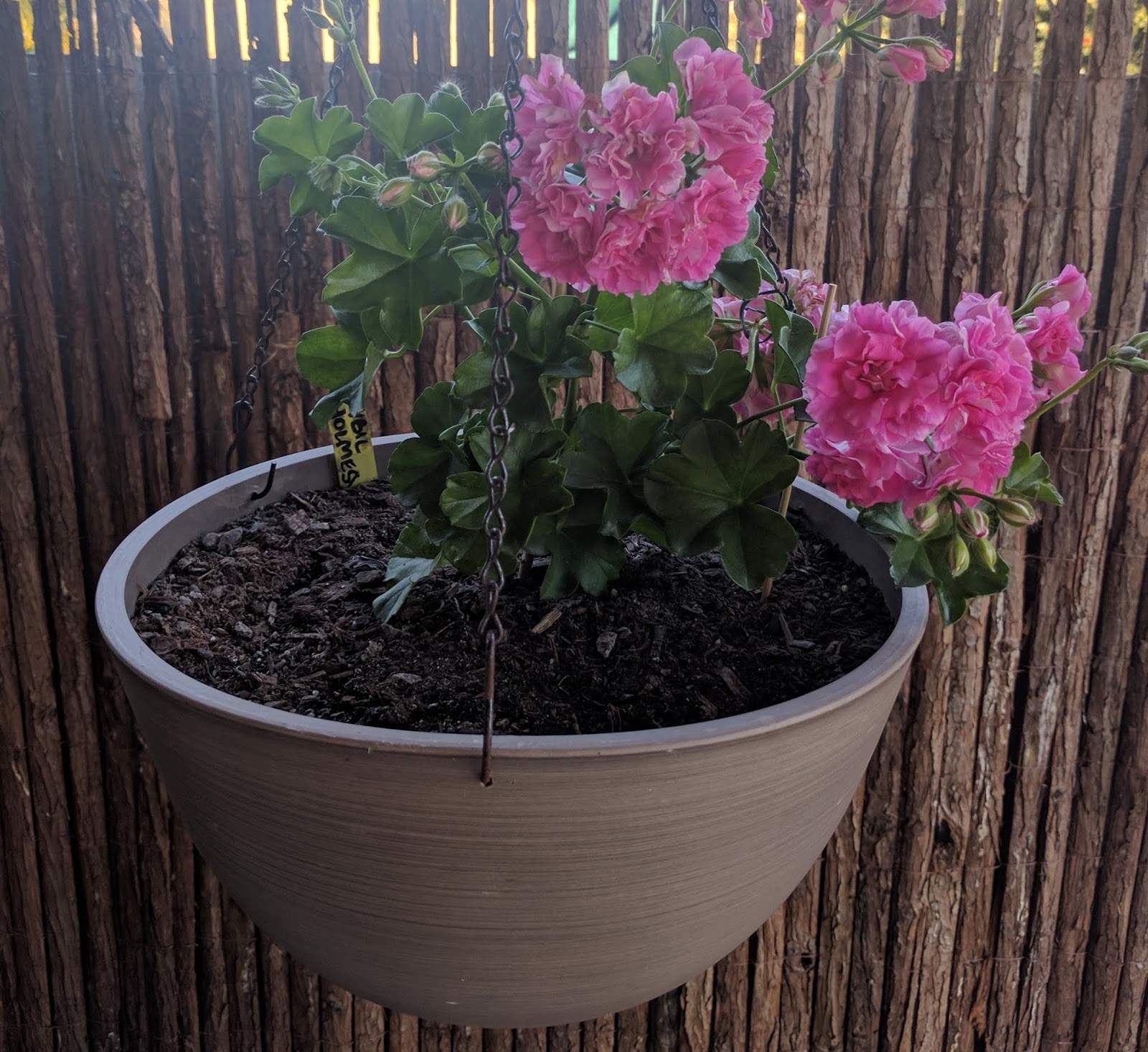 Top 10 Ivy Pelargonium Count Down - Woman on the Way