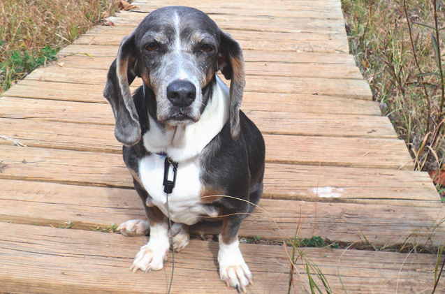 Everything about your Basschshund - Luv My Dogs