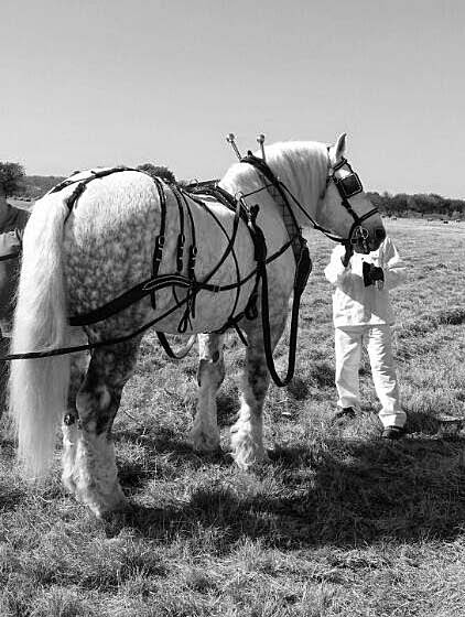 Summerwind Percheron: Sympa de Bellevue's Film Debut ~ Rowwe Diamante