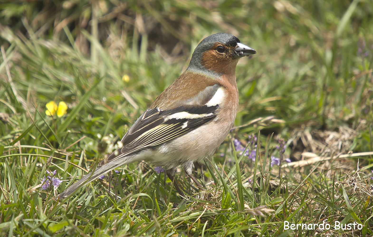 RÍA DE LA VILLA: Padre atareado