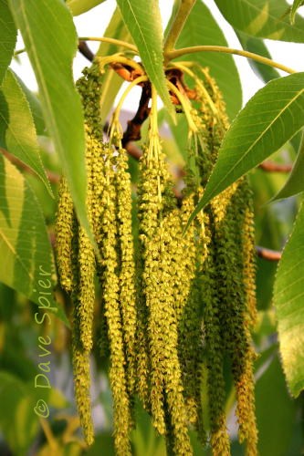 northeast naturalist: Shagbark Hickory