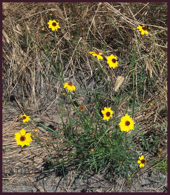 Prairie Wildflowers: Coreopsis: Golden Tickseed