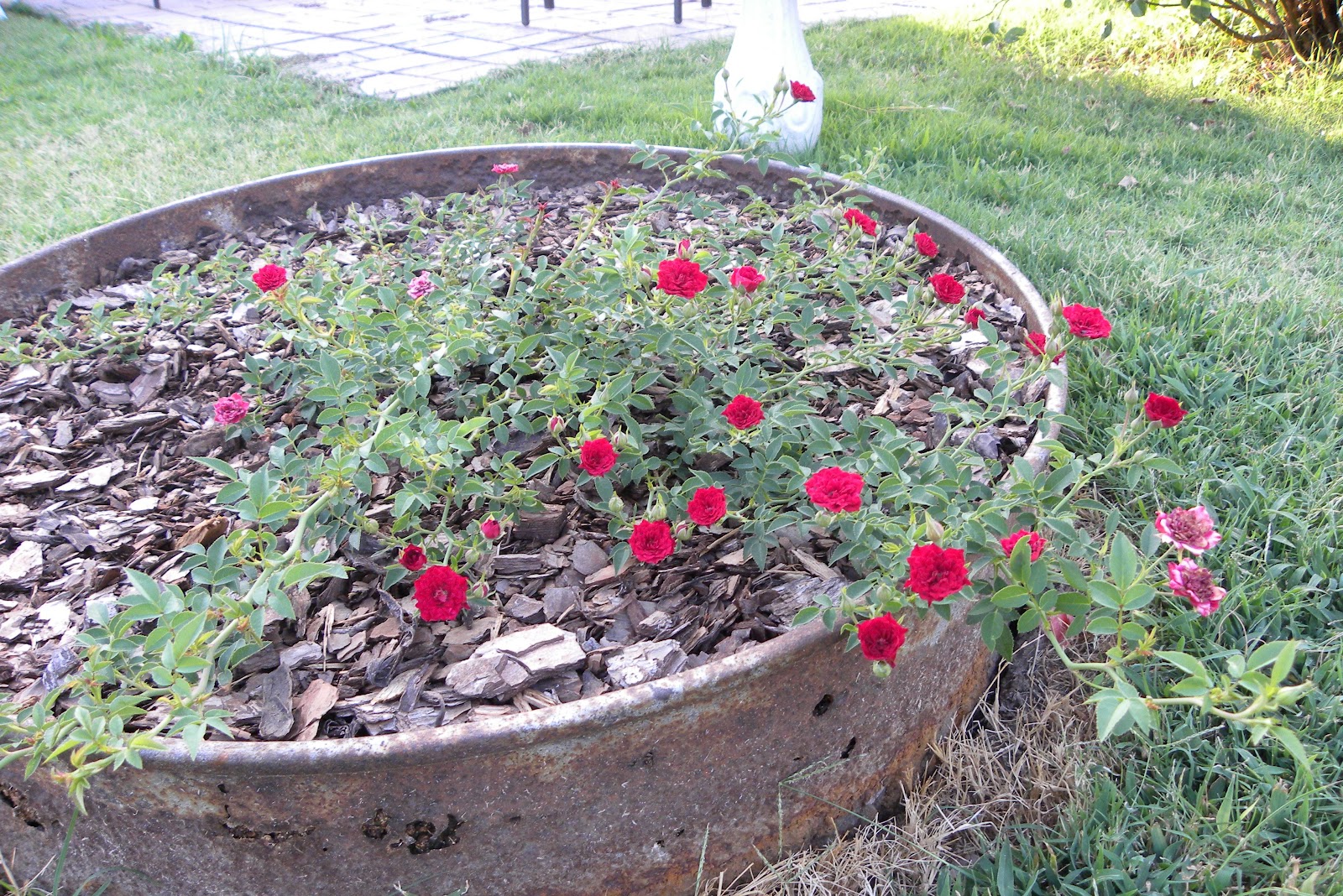 Red Dirt Roses: Red Cascade: A Rose of Another Shape
