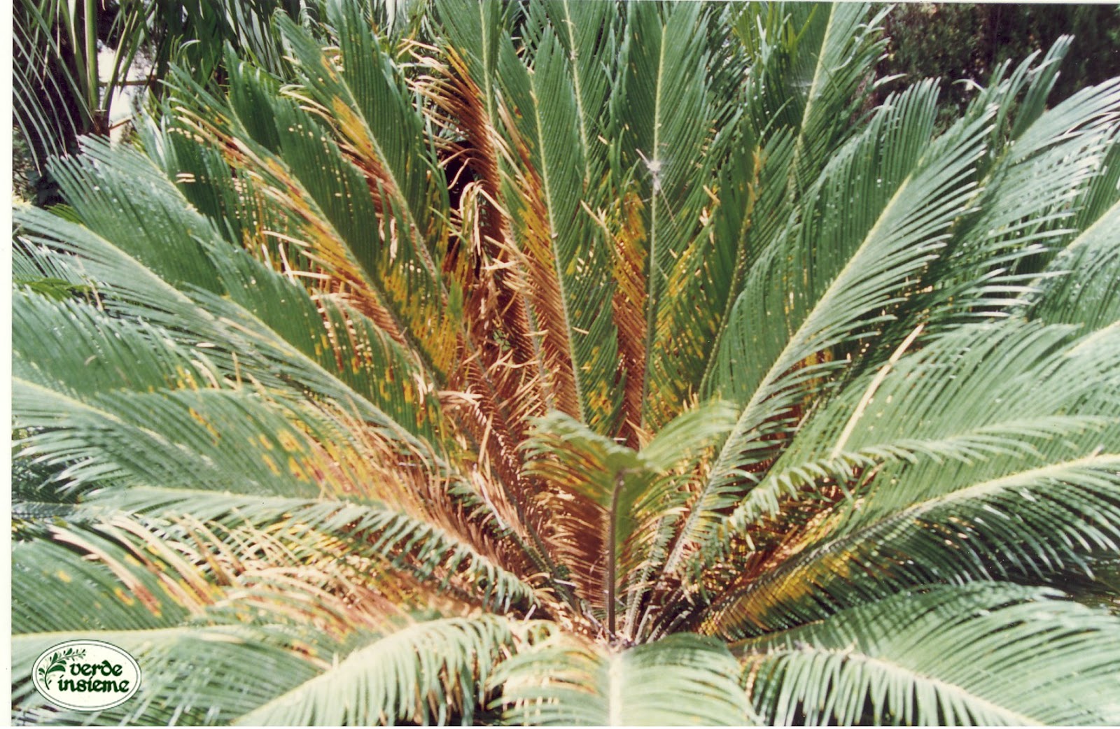 Cycas revoluta o palma del sagù