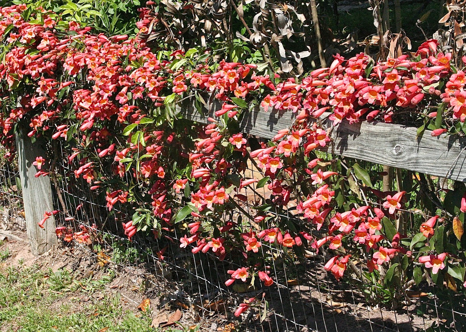 Backyard Nature Wednesday: Crossvine