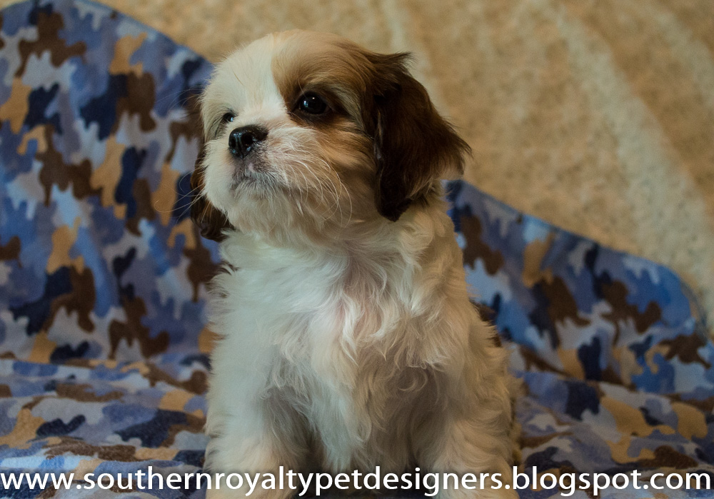 Southern Royalty Pet Designers: Cavaton Puppies 5/14/2016