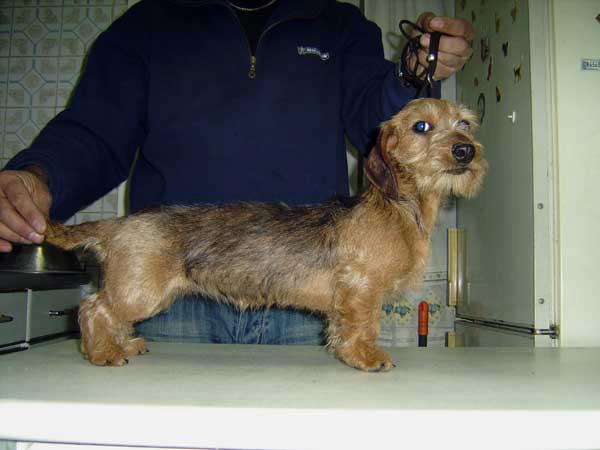 Argos: PRECIOSOS TECKELS PROCEDENTES DE UN CRIADERO EN ADOPCION EN MADRID