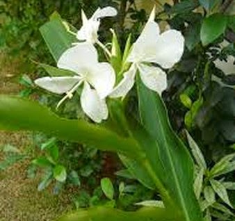 Gandasuli [Hedychium coronarium Koen.] - Khasiat & Manfaat | Tanaman Herbal