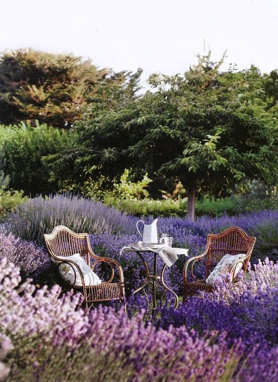 Tips on Growing Lavender and Visit Our Lavender Shop - Lavender & Company