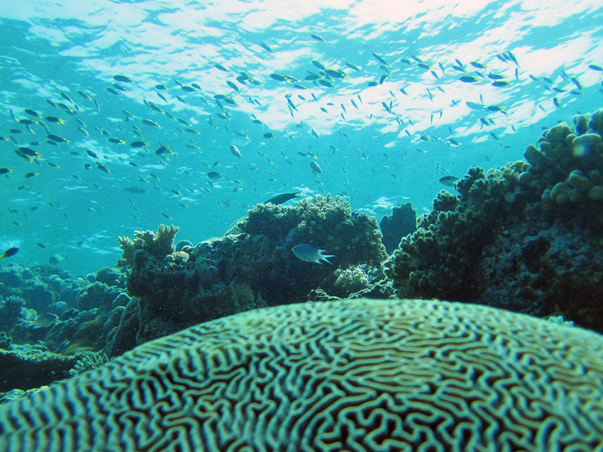 Lucey Blue: Diving on Bait Reef
