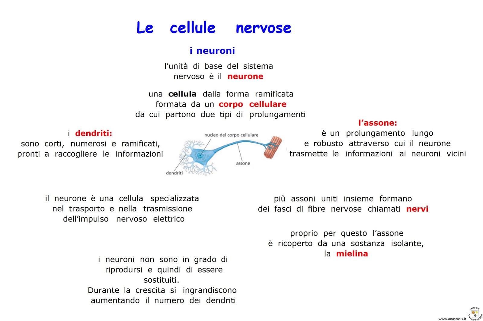 Paradiso delle mappe: Le cellule nervose