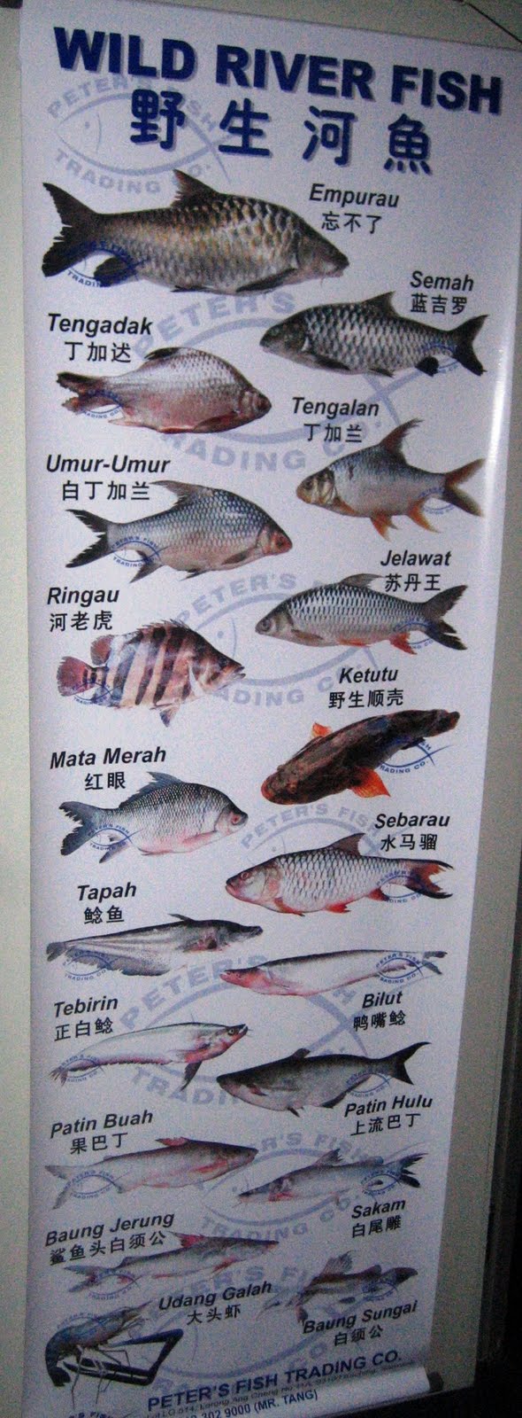 River Fish Supplier, Peter's Fish Trading Co, Sarawak: Bunting