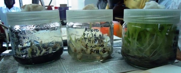 IITA News and Updates: Farmers embrace new technologies to get healthy ...