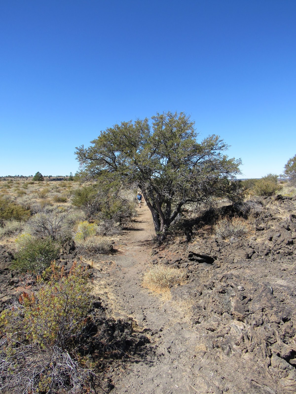 Botanizing on the Modoc Plateau