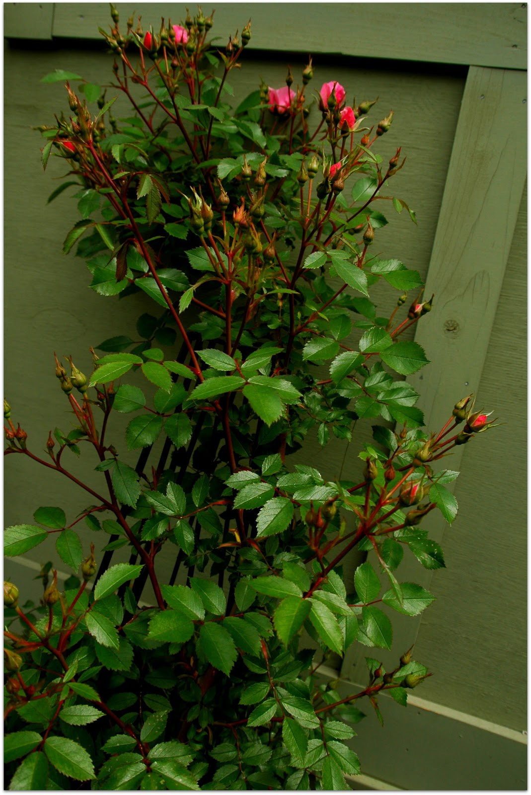 Amy's Garden: June 2012