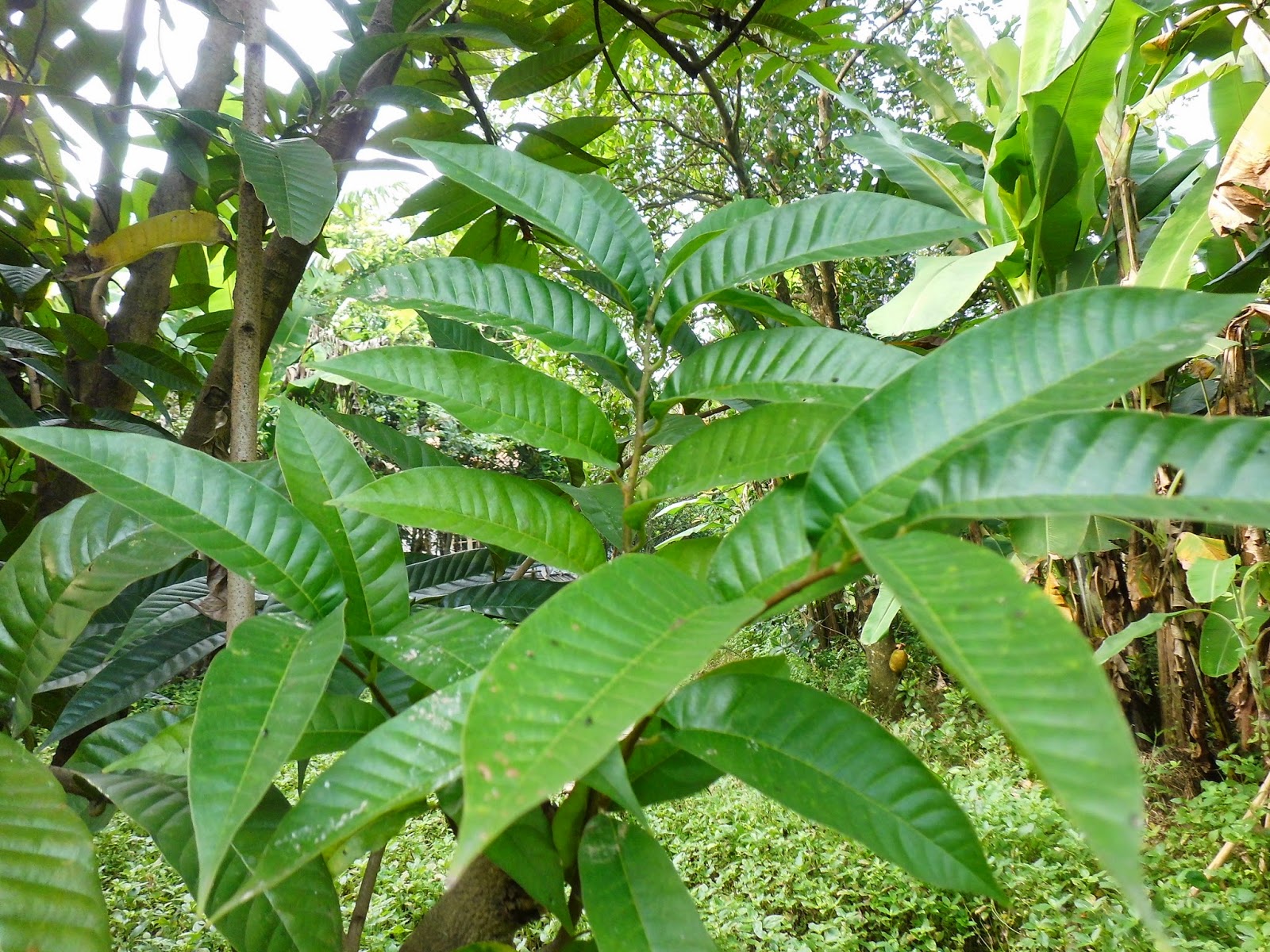 Manoa Fruit ( Annona reticulata L.)