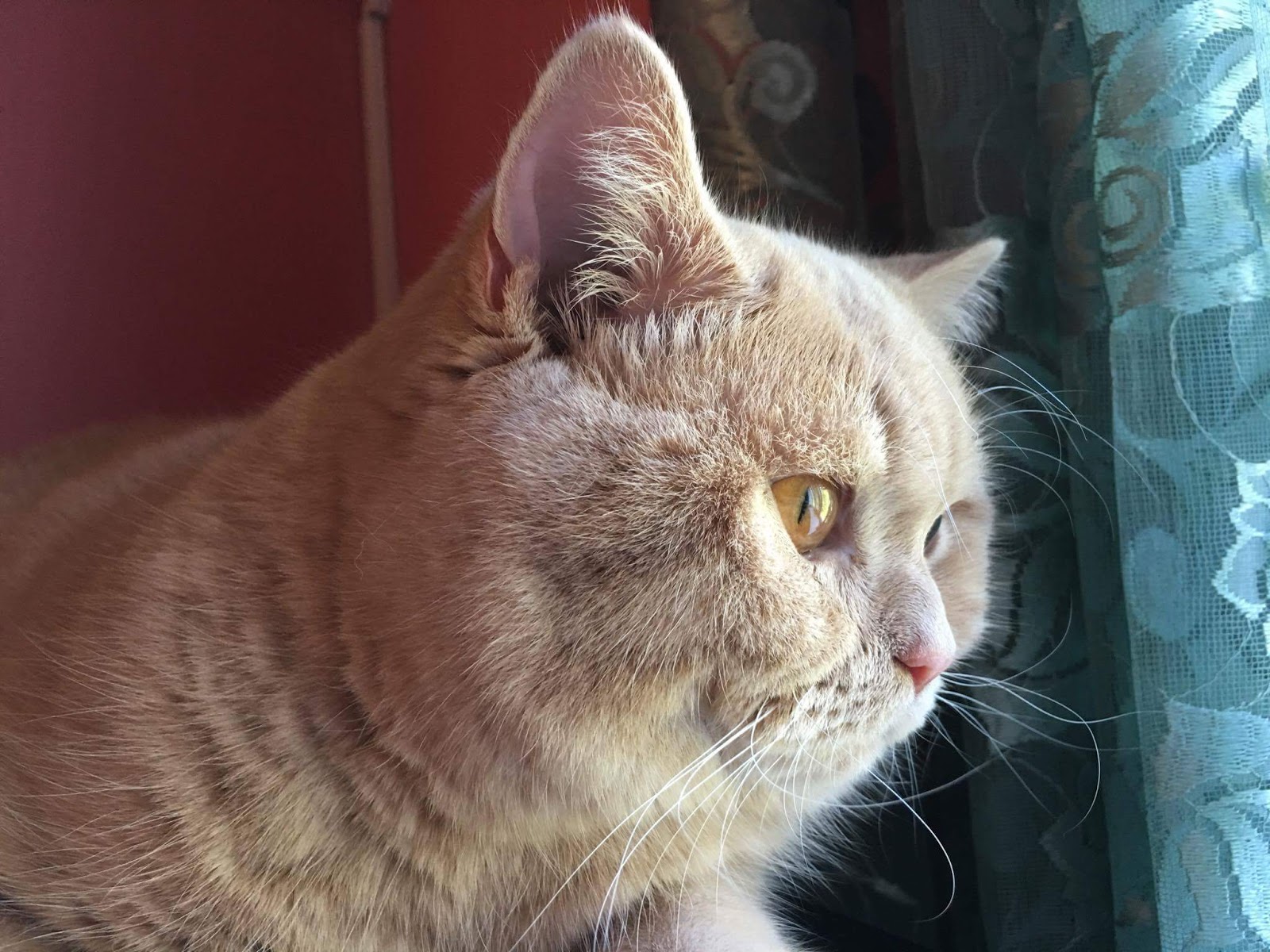 KIIRI SAARe loominguline ajaraamat VIHMA HÄÄL: Briti lühikarvaline kass ...