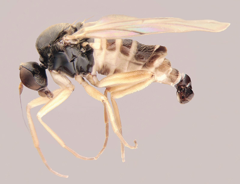 Variety of Life: Hybotidae