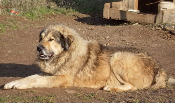 SHARPLANINEC - NATIONAL DOG OF MACEDONIA ~ Macedonian Cuisine