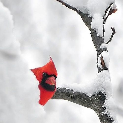 Tending Our Gardens: Quirky, Beautiful and Amazing Critters