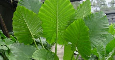 Brzireceptiisaveti.blogspot.com: Adam nega i uzgoj i presadjivanje i ...