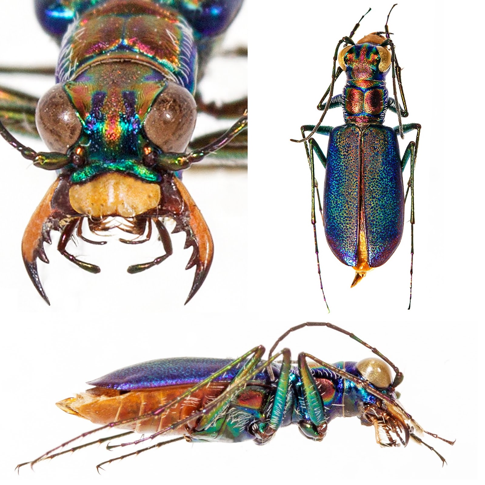 Species New to Science: [Entomology • 2020] Cicindelidia cyanipleura ...