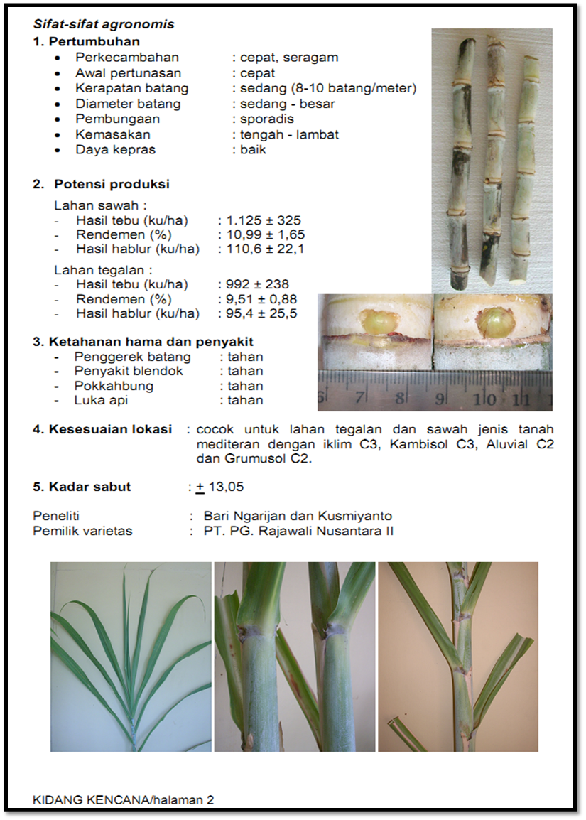Eyang Tebu: DESKRIPSI VARIETAS TEBU TERBARU