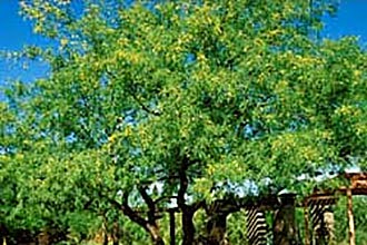 Greens Keeper Landscape Maintenance, LLC: SRP Shade Tree Program
