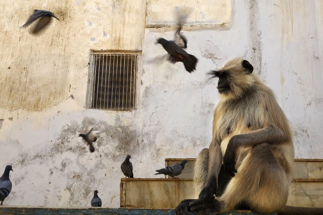 Sur la Route des Tongs et du Riz: La sacrée faune de Pushkar