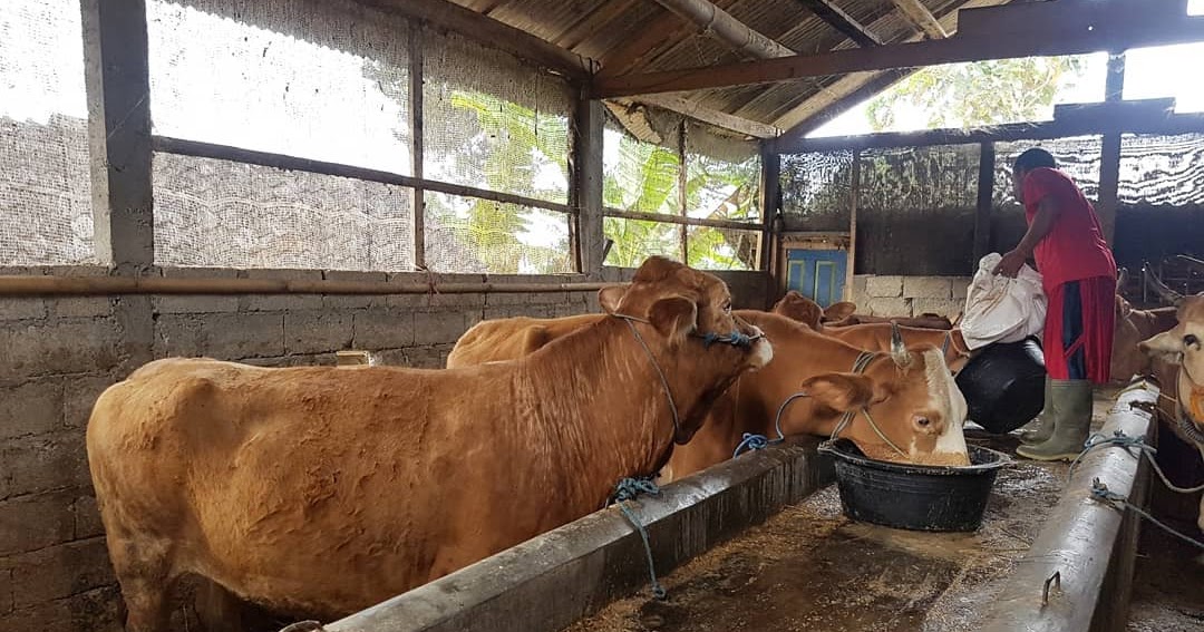 Cara Penggemukan Sapi dengan Mudah dan Cepat - Sakmadyone.com