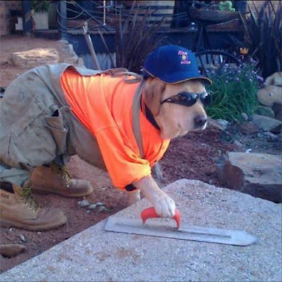 Funny dog engineer - OMG ! NiceOne