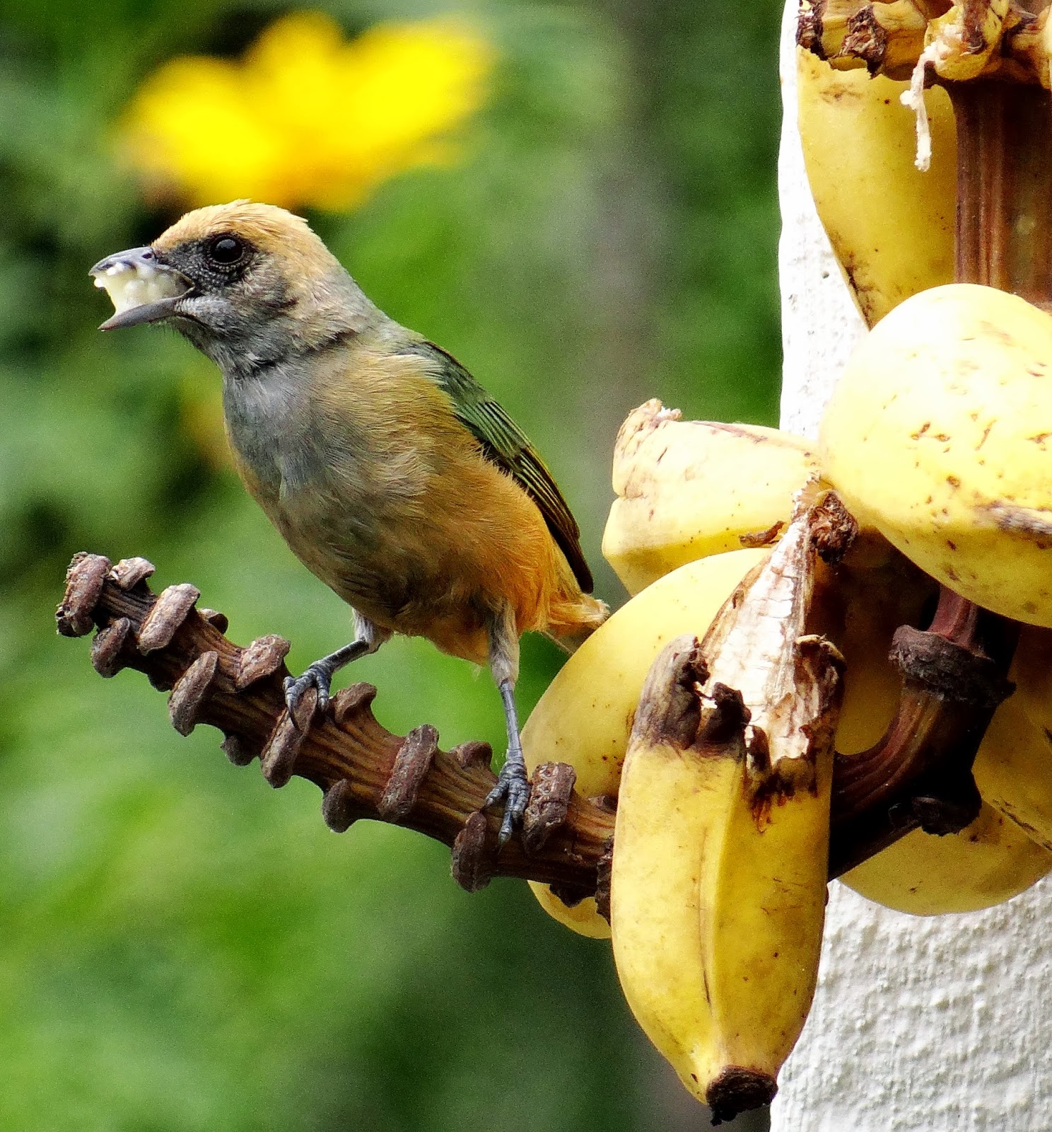chicohelder: Sanhaçu-macaco
