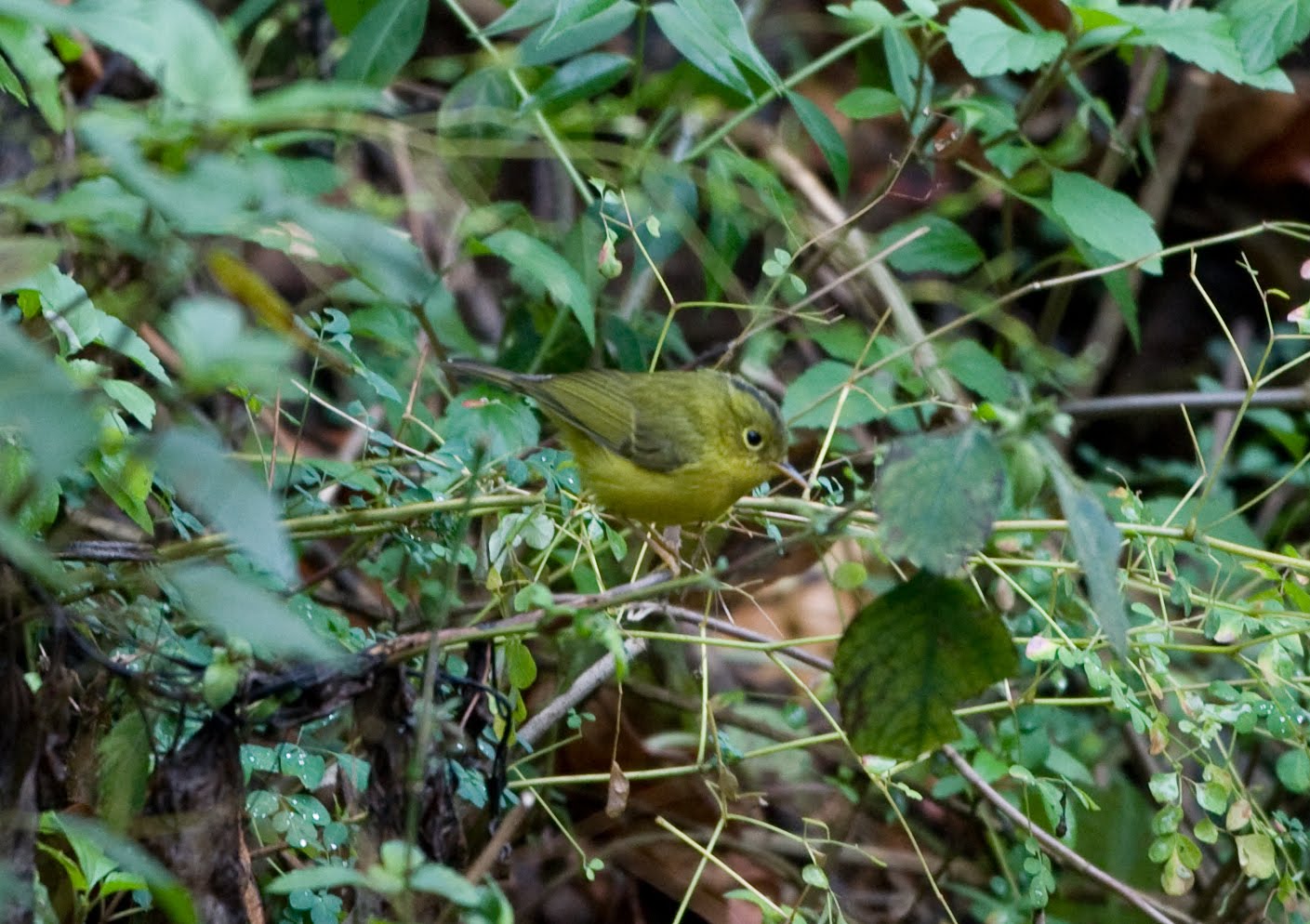 Garden Birds and other sightings...: Sattal (North India - Day 14)