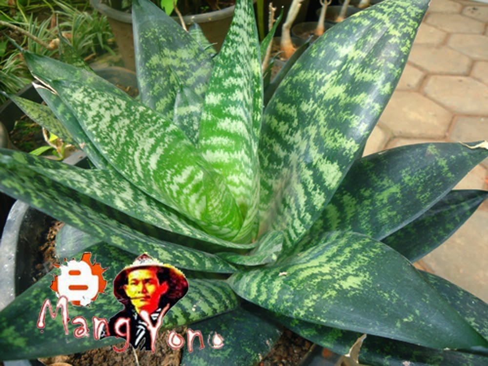 Tanaman lidah mertua (Sansevieria ) yang cocok untuk di dalam ruangan