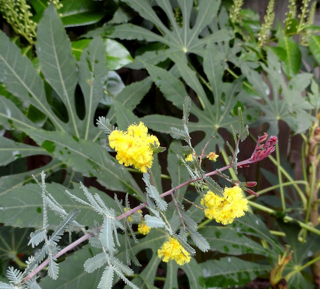 danger garden: Bloomday for March 2016