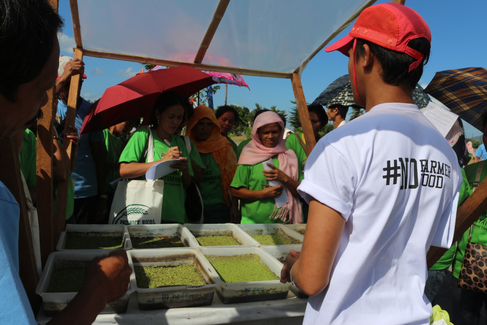 Albay 3rd District: PhilRice introduces climate change-ready ...