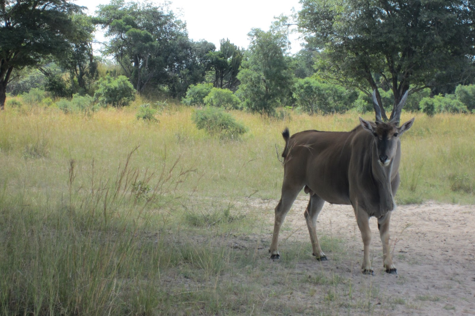 The Jewel of Africa: Mbizi