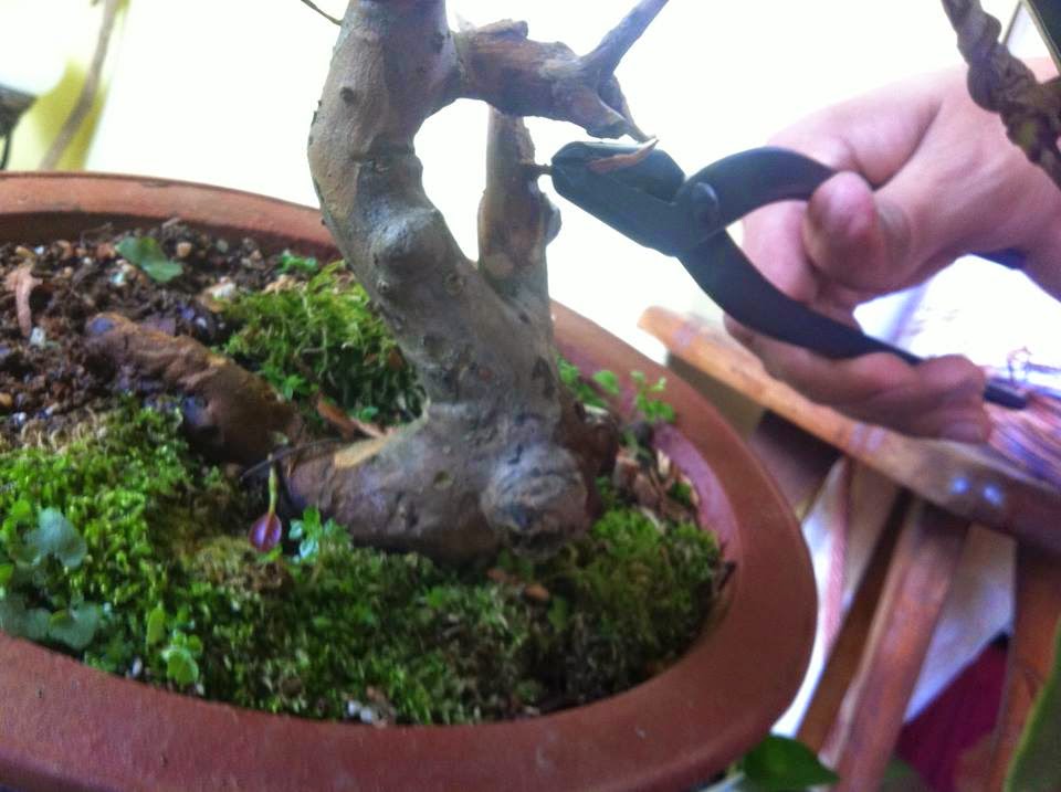 Bonsai Mauritius: Bonsai Club - First informal meeting part 2