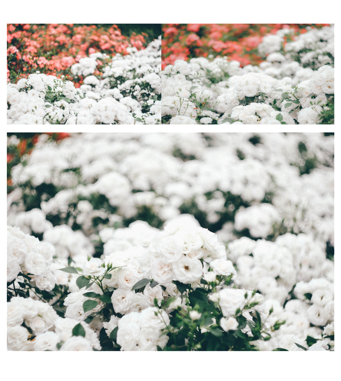 Bucheon Dodang Mountain One Million Rose Garden - 부천 도당산 백만송이 장미원 ...